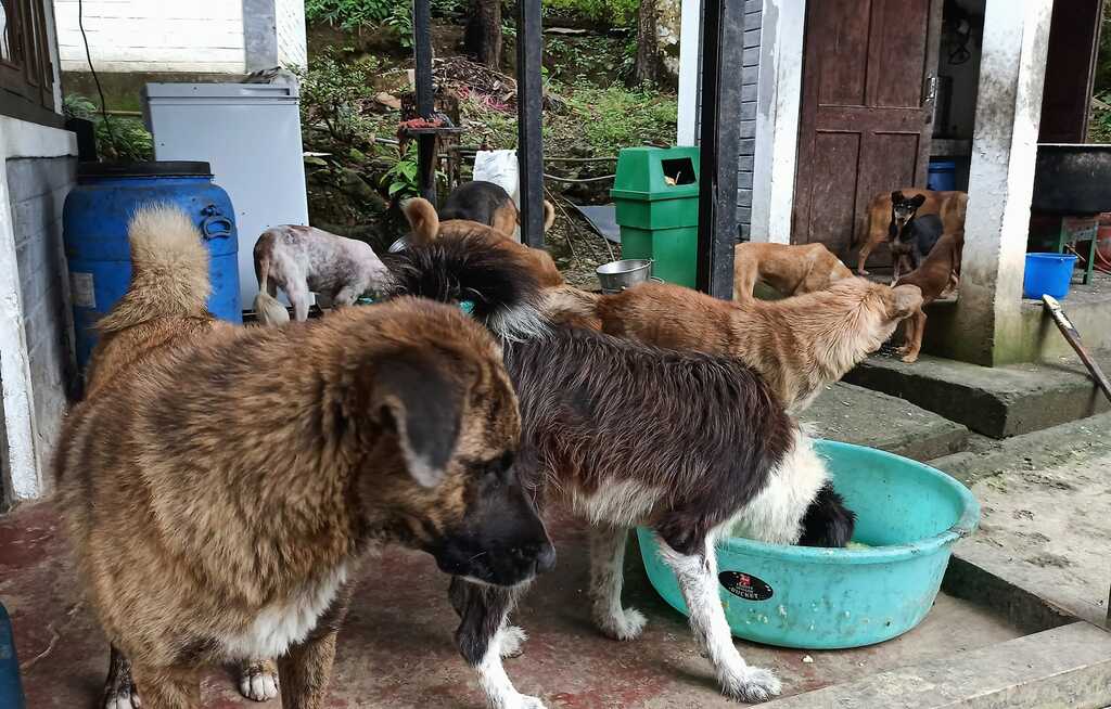 Our Shelters - Working for Animals - Animal Welfare Organization